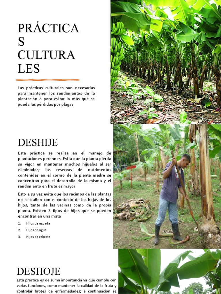 Prácticas culturales en cultivo de plátano | PDF | Clima | Fertilizante
