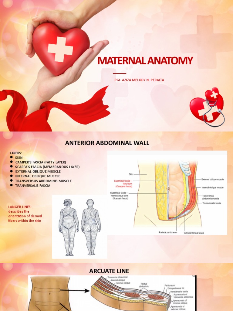 Maternal Anatomy | PDF | Uterus | Labia