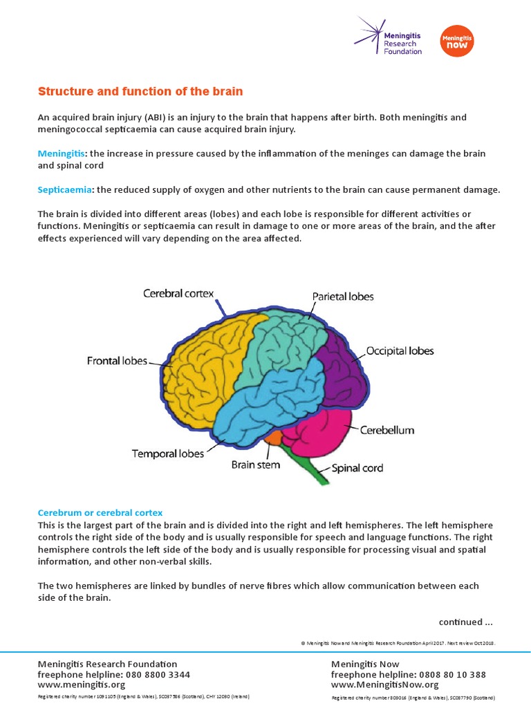 Structure and Function of The Brain: Meningitis Septicaemia | PDF | Cerebral Hemisphere | Brain