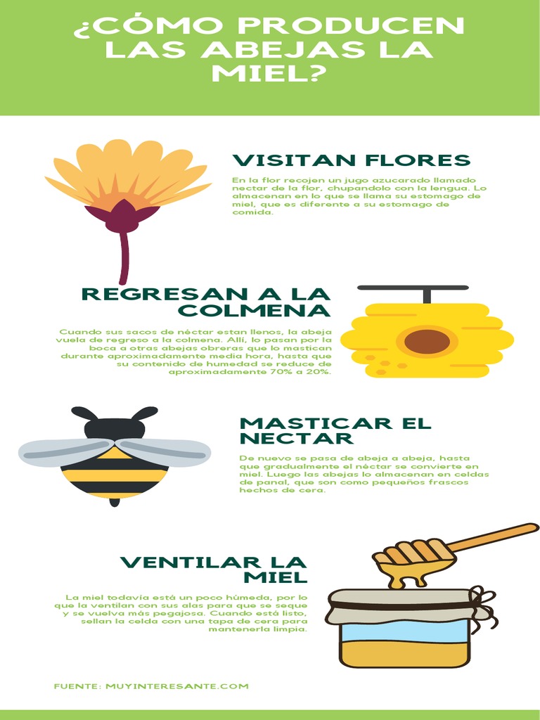 Infografia-¿Como Producen Las Abejas La Miel? | PDF
