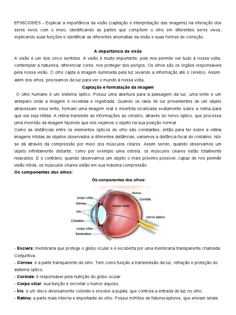 A importância do sentido da visão e como ele funciona | PDF | Olho ...
