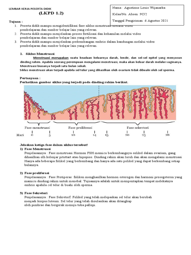 Fase Menstruasi dan Proses Kehamilan | PDF