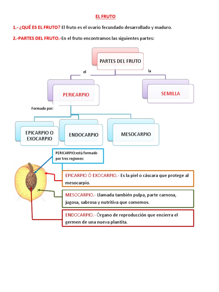 Partes del Fruto: Durazno y Más | PDF | Fruta | Botánica