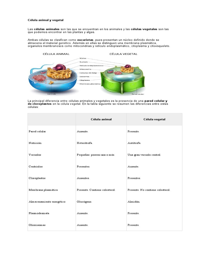 Célula Animal y Vegetal | PDF | Biología Celular) | Plantas