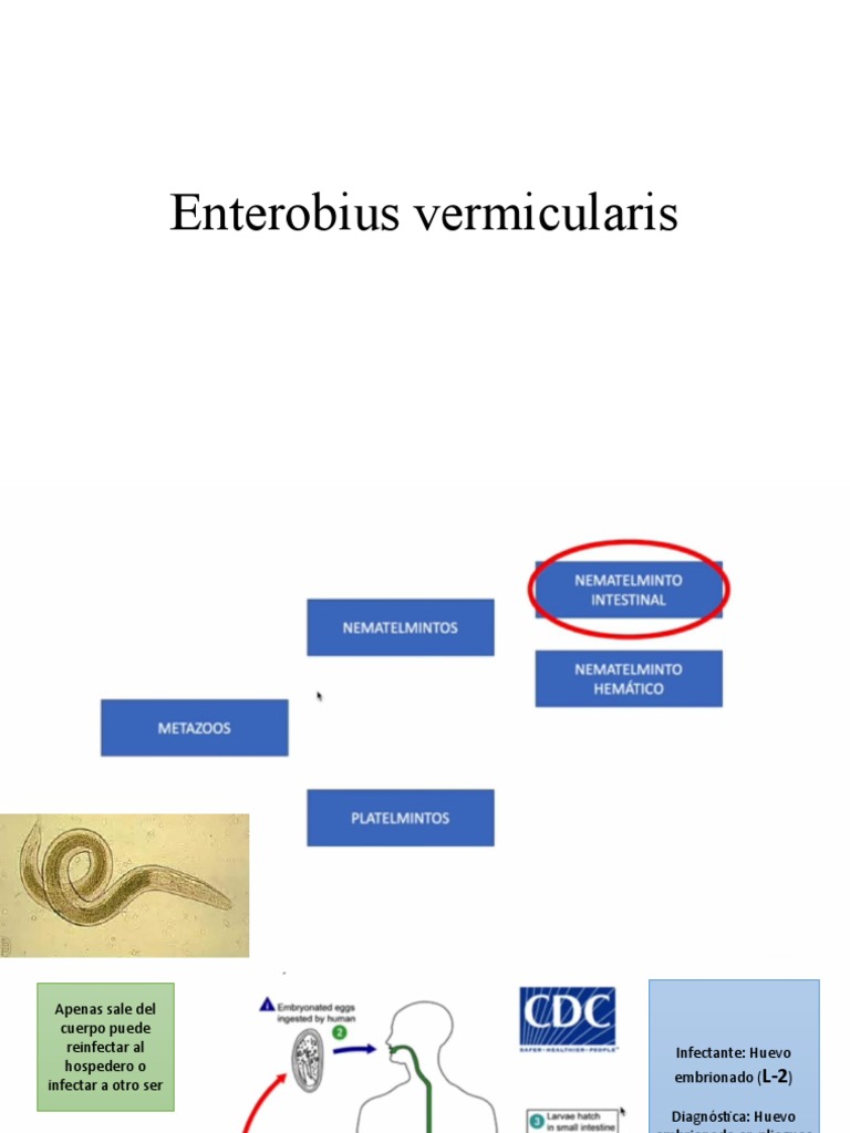 Oxiuriasis y Ascariasis | PDF