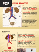 Infografia de Sistema Excretor | PDF | Sistema urinario | Riñón