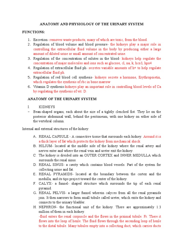 Anatomy and Physiology of The Urinary System | PDF | Kidney | Angiotensin