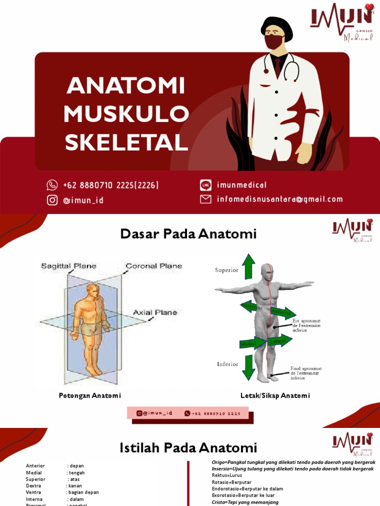 Anatomi Muskuloskeletal | PDF
