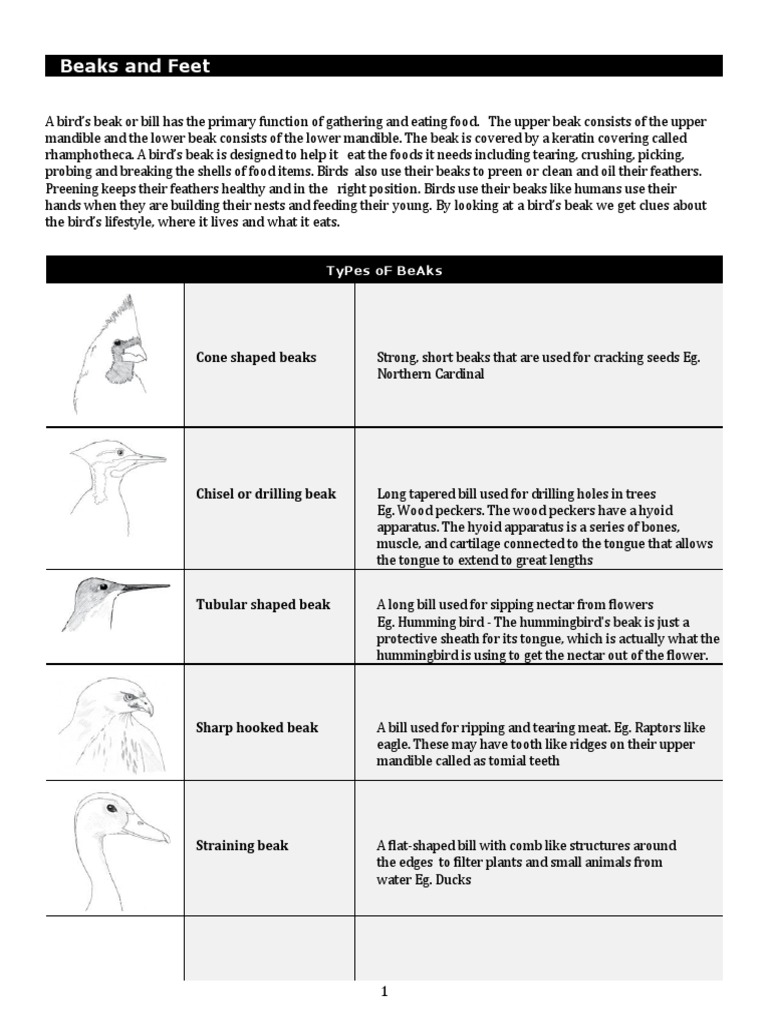 Foot and Beak Modification in Birds | PDF | Beak | Claw
