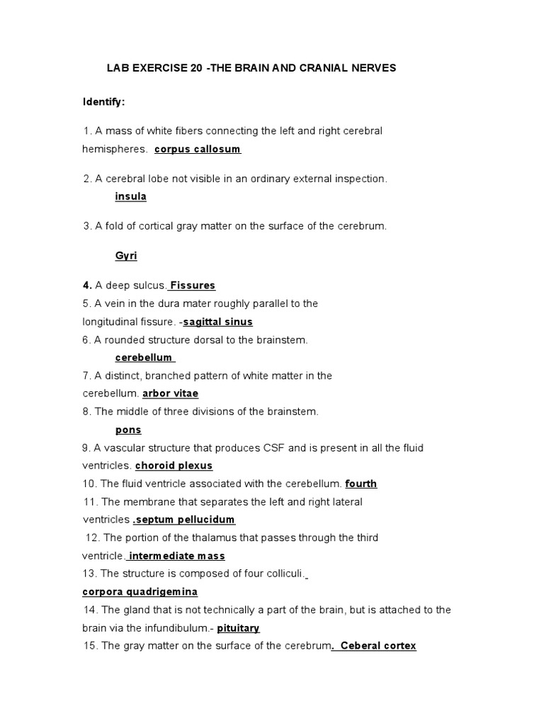 Lab Exercise 20 - The Brain and Cranial Nerves | PDF