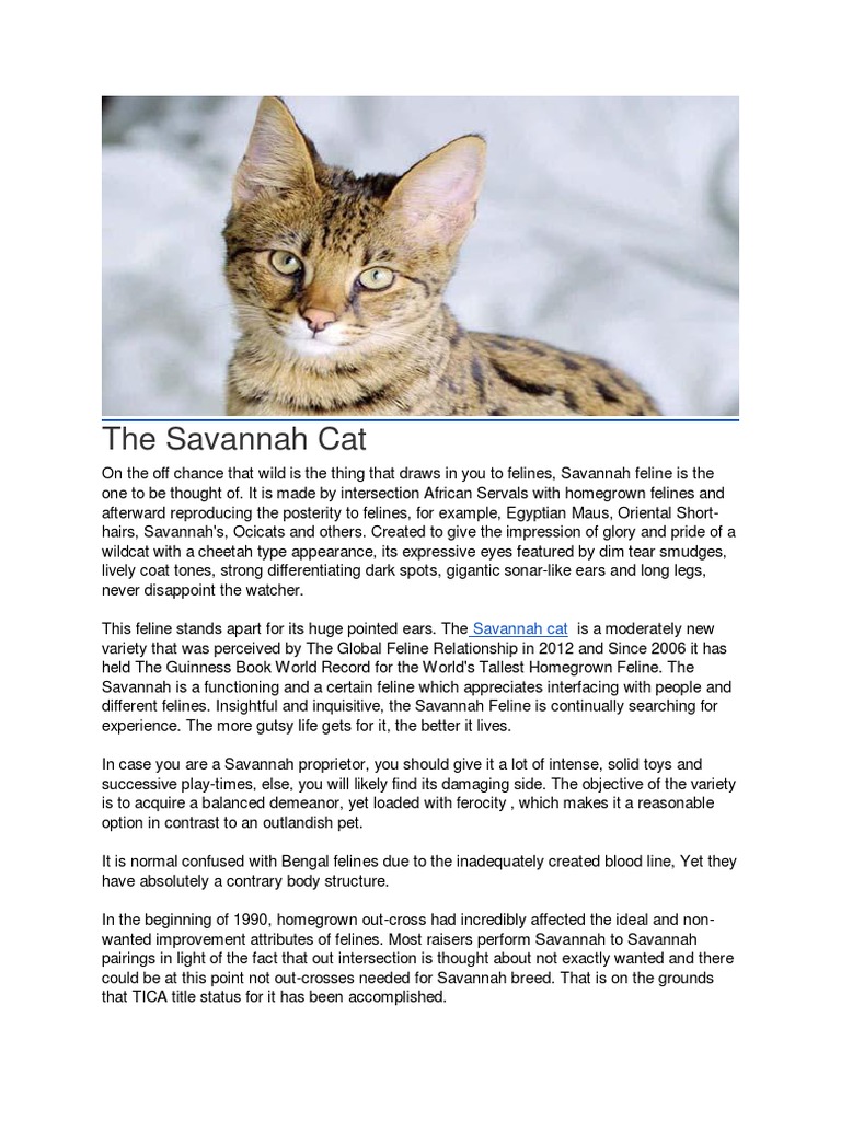 The Savannah Cat | PDF | Cats | Felids