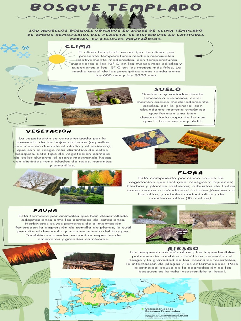 Bosque Templado | PDF | Naturaleza | Plantas