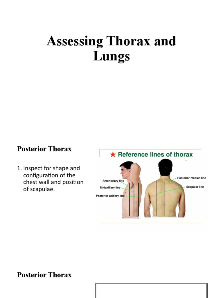 Thorax and Lungs Assessment Guide | PDF | Thorax | Thorax (Human Anatomy)