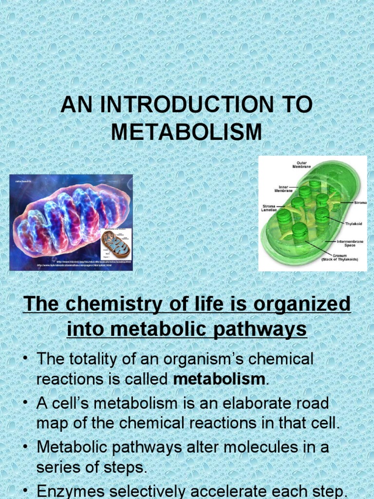 Chap6an Introduction To Metabolism | PDF | Metabolic Pathway | Metabolism