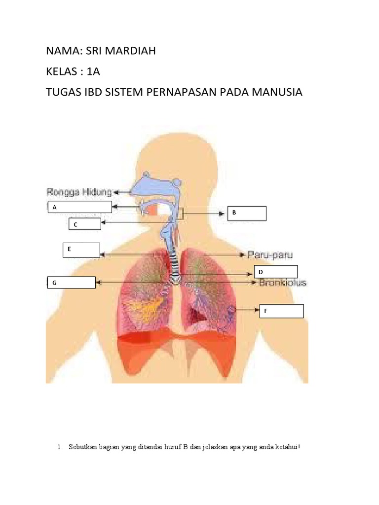 Nama: Sri Mardiah Kelas: 1A Tugas Ibd Sistem Pernapasan Pada Manusia | PDF | Kajian Bahasa Asing