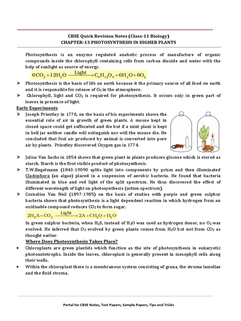 11 Biology Notes Ch13 Photosymthesis in Higher Plants | PDF ...