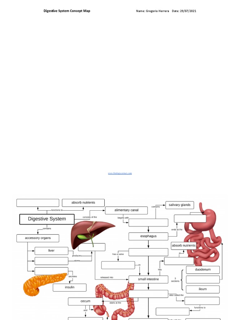 Digestive System Concept Map Guide | PDF