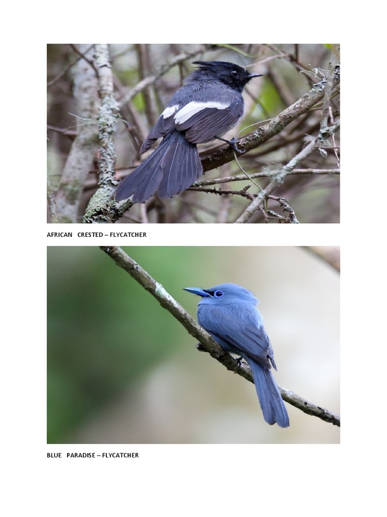 2021 Images 2 | PDF | Birds Of North America | Holarctic Birds