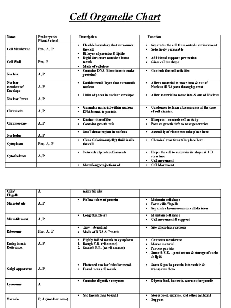 Cell Organelle Chart Key 2011 | PDF | Cell (Biology) | Cell Nucleus