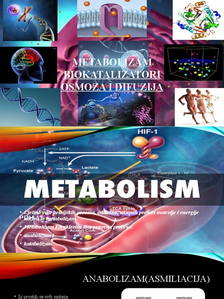 Metabolizam, Enzimi... 20-21 | PDF