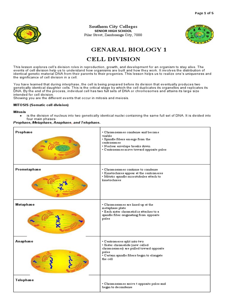 Genaral Biology 1 Cell Division: Southern City Colleges | PDF | Mitosis ...