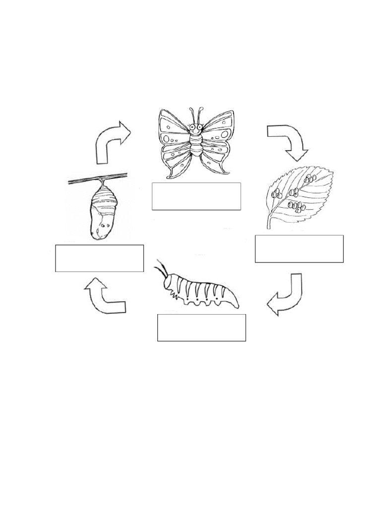 Kitaran Hidup Rama-Rama | PDF