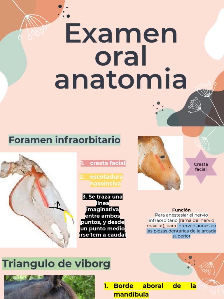 Examen Oral Anatomia | PDF | Vena | Mano