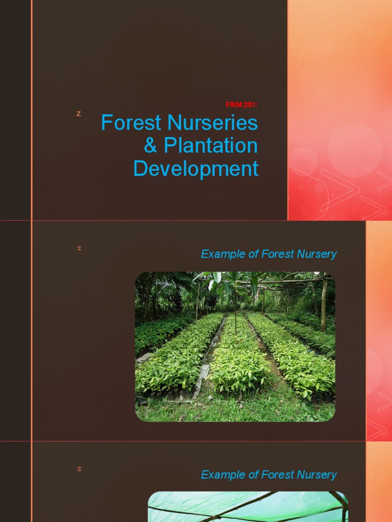 Forest Nurseries & Plantation Development | PDF