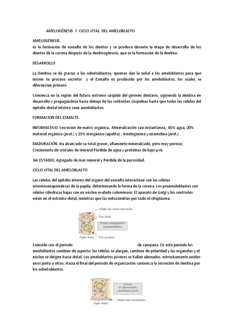 Amelogénesis y ciclo vital del ameloblasto: formación y maduración del ...