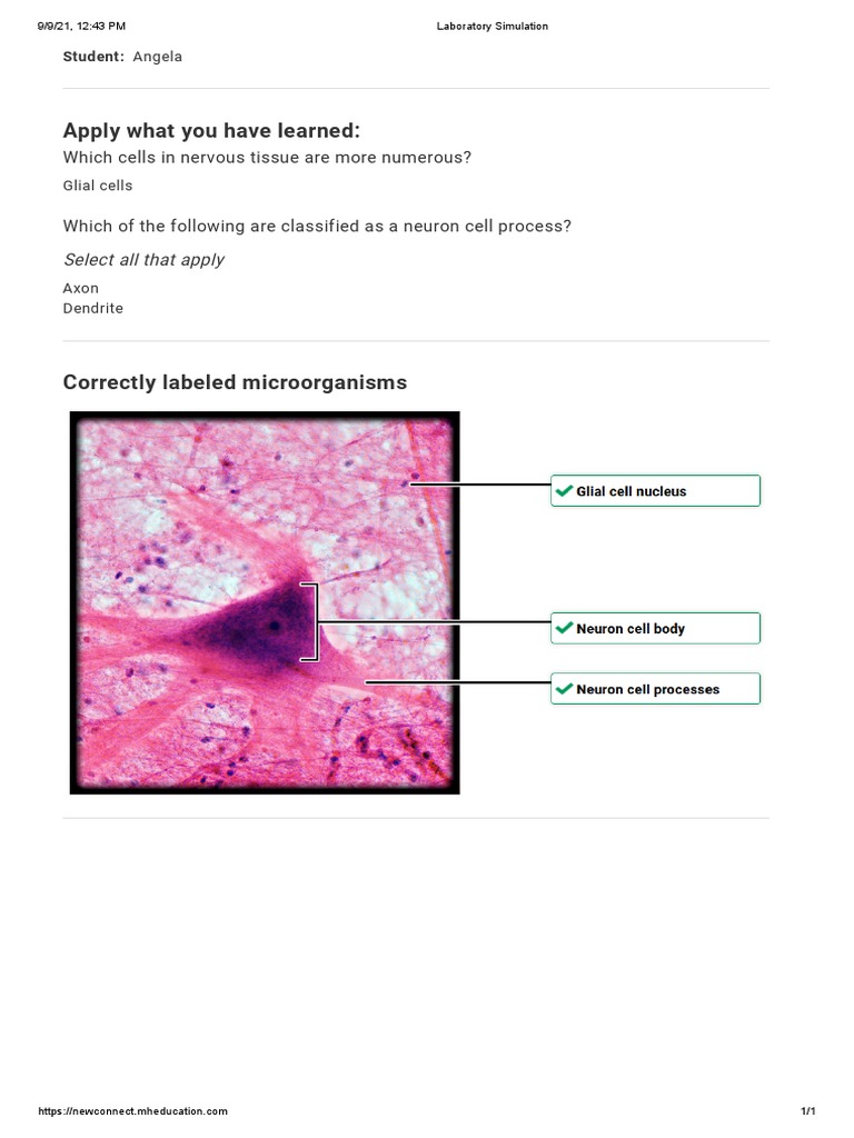 Lab Activity - Nervous Tissues | PDF | Science & Mathematics | Computers