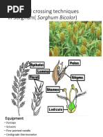 Experiment 13 - Controlled Pollintion - Emasculation, Bagging, Tagging ...