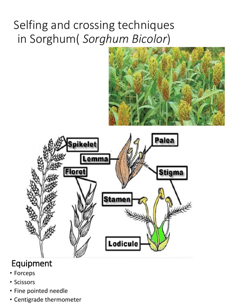 Sorghum Selfing and Crossing Techniques | PDF