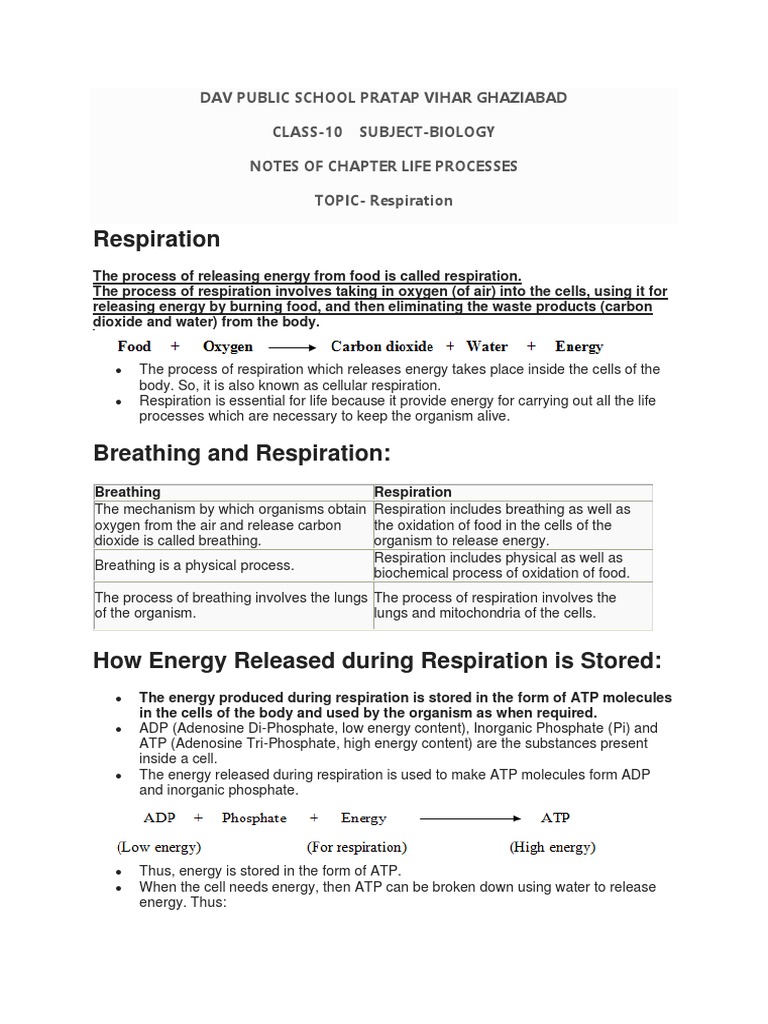 Class 10 Respiration | PDF | Cellular Respiration | Fermentation