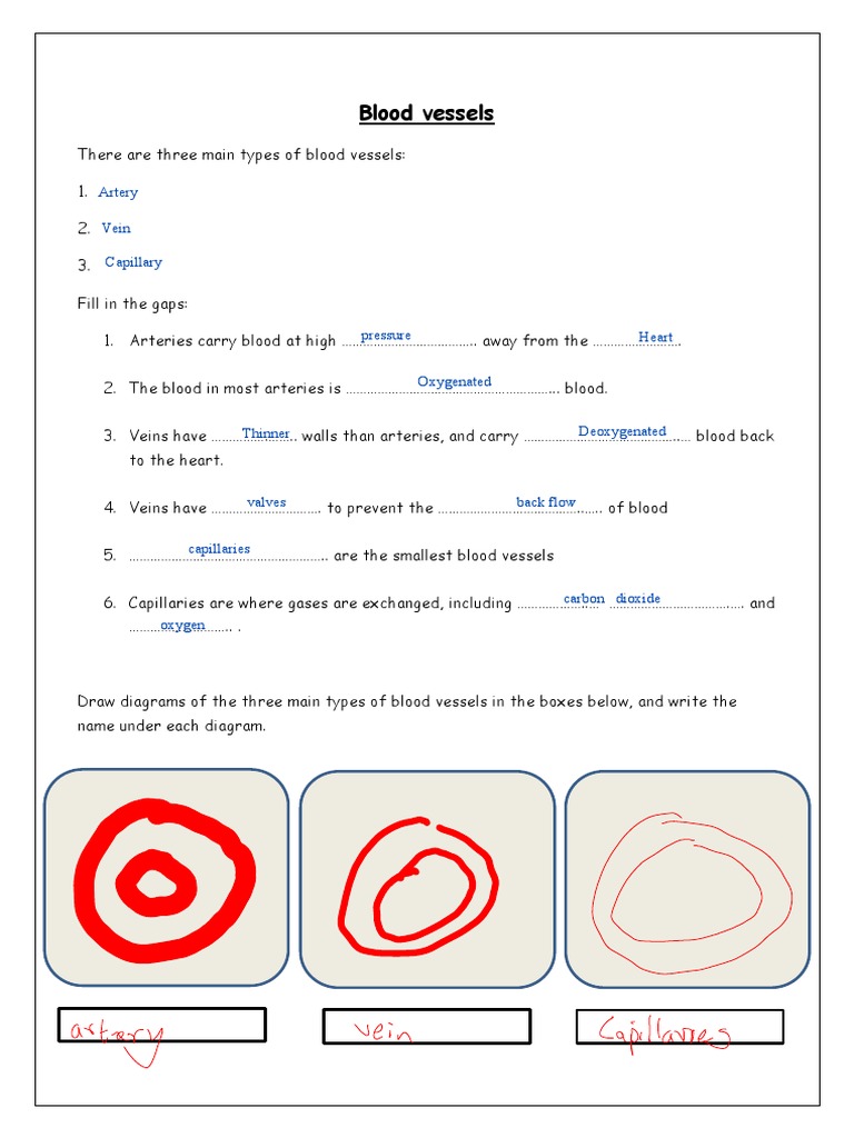 Blood Vessels: Types and Functions | PDF | Sports & Recreation | Art