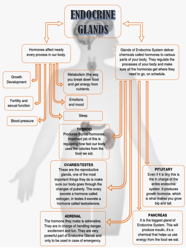 Concept Map | PDF | Endocrine System | Hormone