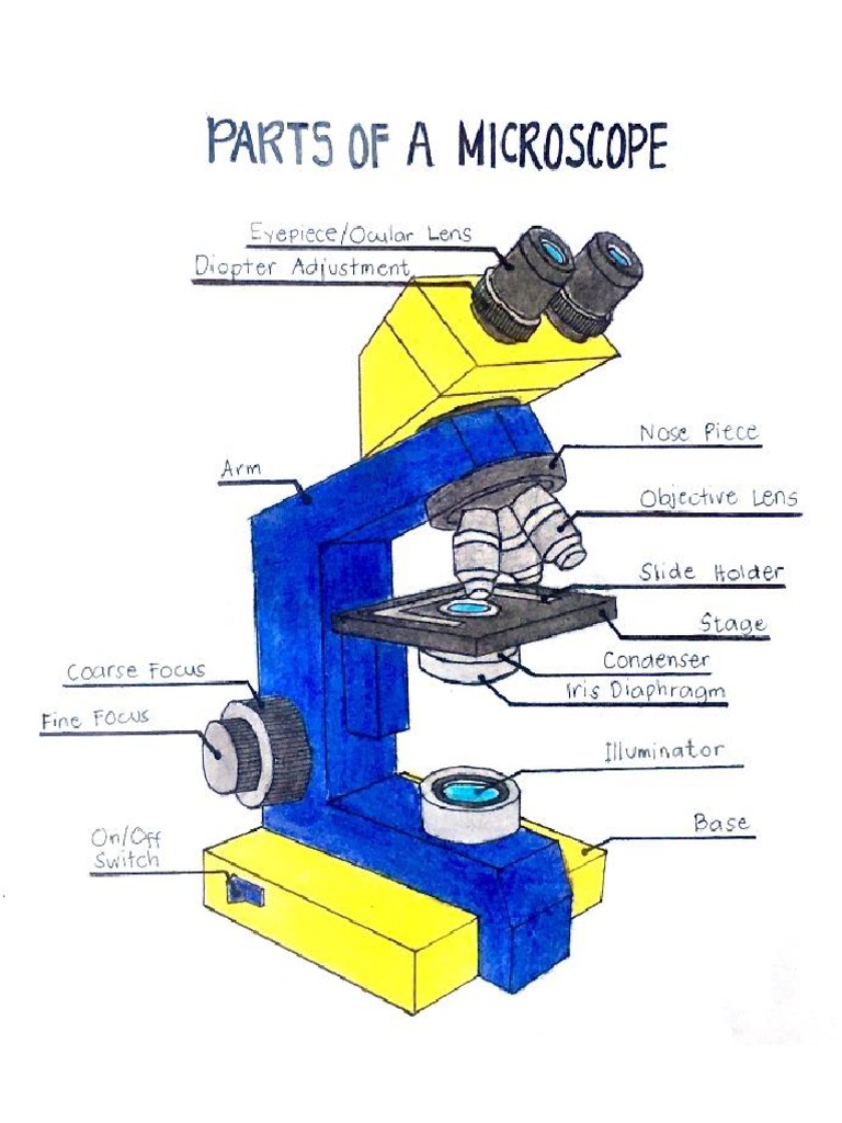 Microscope Parts | PDF | Optics | Equipment