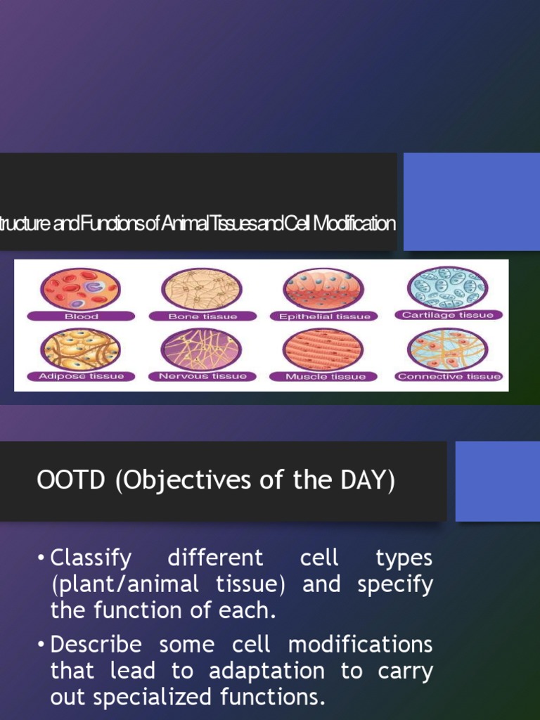 Animal Tissue Structure and Functions | PDF | Epithelium | Tissue (Biology)