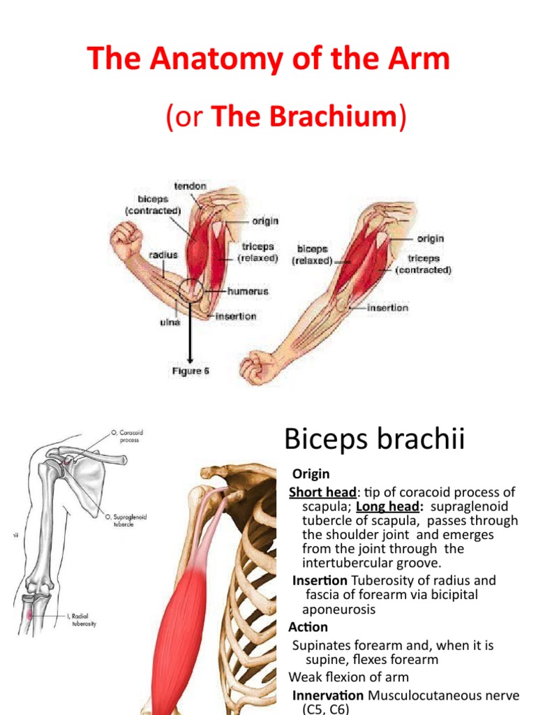 Anatomy of The ARM | PDF | Elbow | Arm