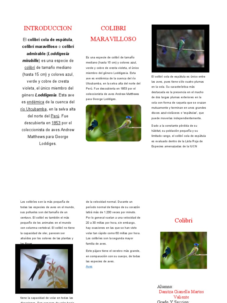 Colibri Maravilloso | PDF | Aves | Ornitología