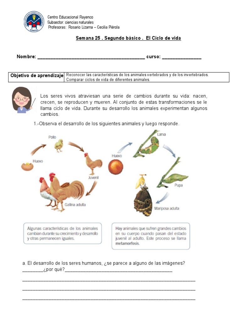 Semana 24 - 2° Básico - Ciencias Naturales - Ciclo de Vida | PDF ...