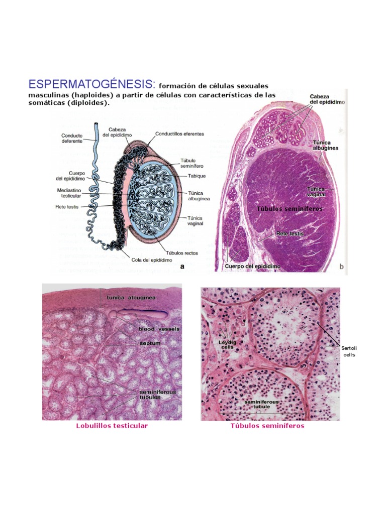 4-ESPERMATOGENESIS | Testículo | Reproducción