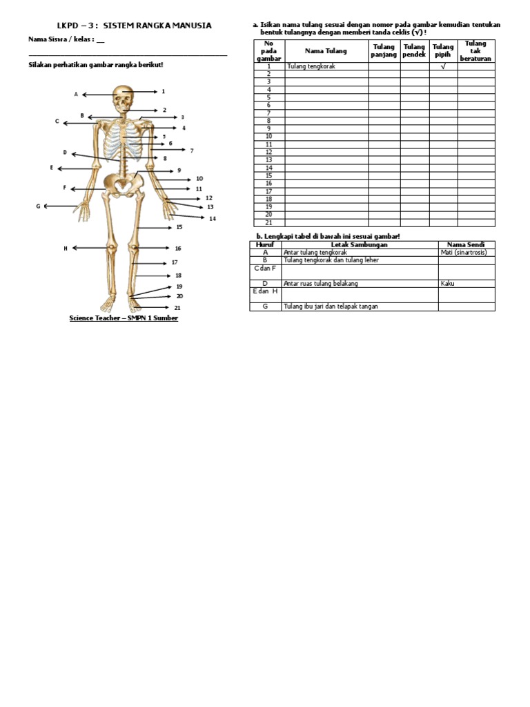 LKPD - 3 Sistem Rangka Manusia | PDF