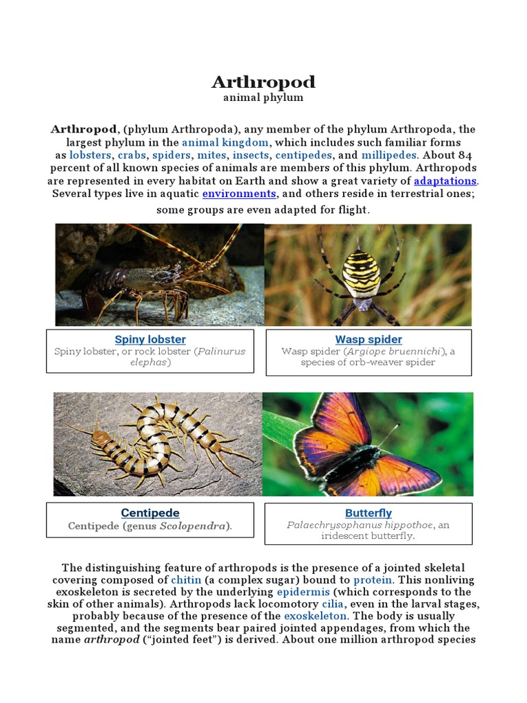 Arthropod: Animal Kingdom Lobsters Crabs Spiders Mites Insects ...