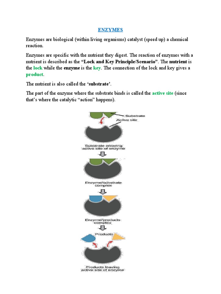 ENZYMES (Updated Notes) | PDF | Enzyme | Active Site