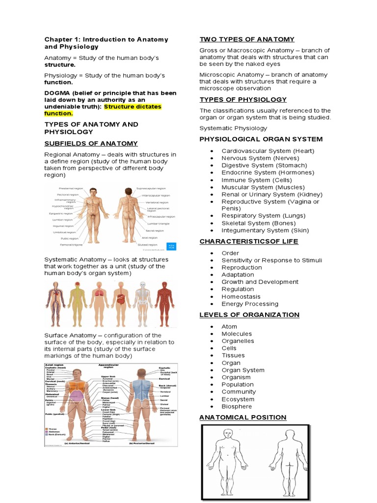 Chapter 1 Introduction To Anatomy and Physiology | PDF | Anatomical ...
