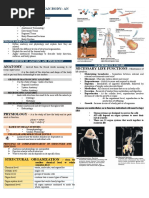 Gummy Bear Lab | PDF | Anatomical Terms Of Location | Animal Physiology