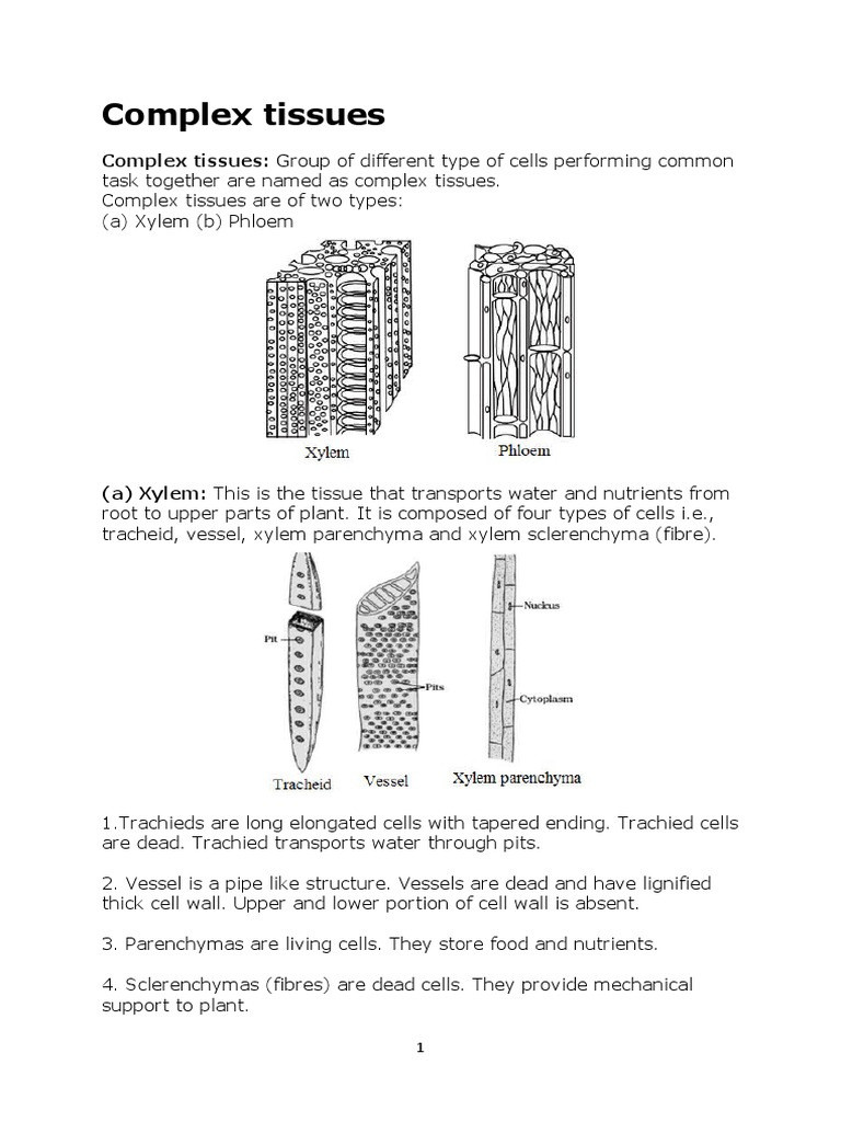 Complex Tissues: Complex Tissues: Group of Different Type of Cells ...