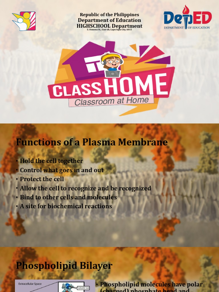 functions-of-plasma-membrane-pdf-cell-membrane-phospholipid