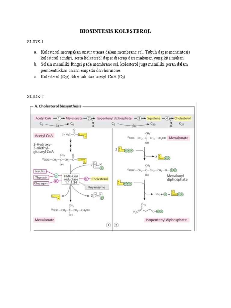 Biosintesis Kolesterol | PDF