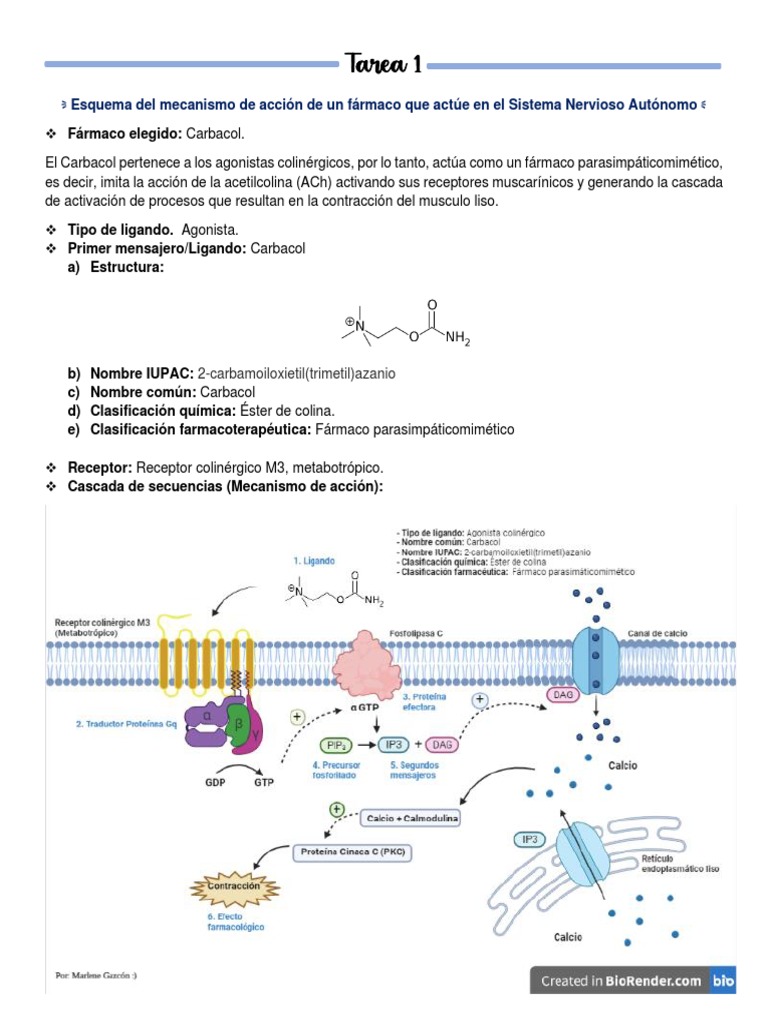 T1 - Gazcón Álvarez | PDF